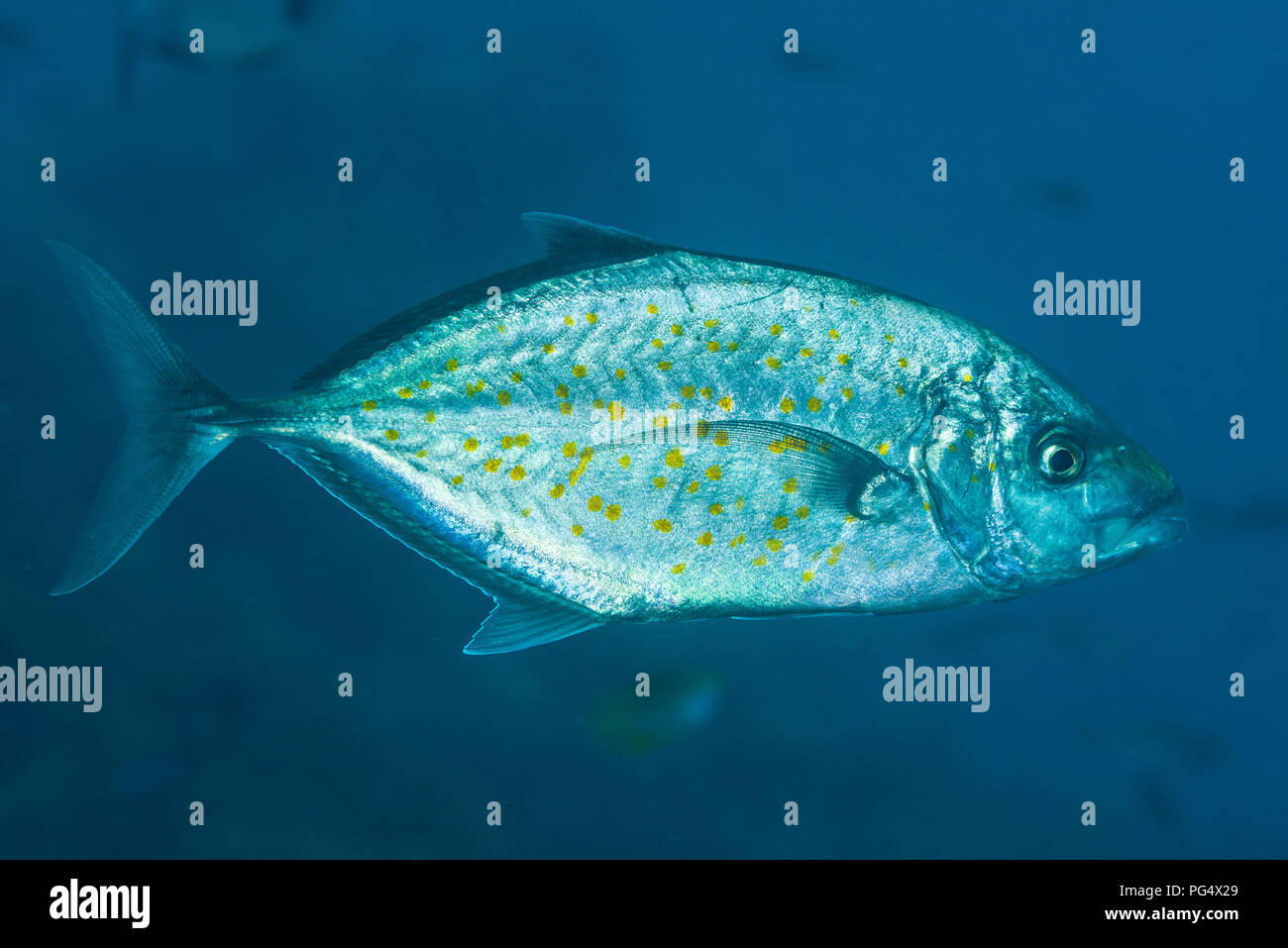 Spotted trevally hi-res stock photography and images - Alamy