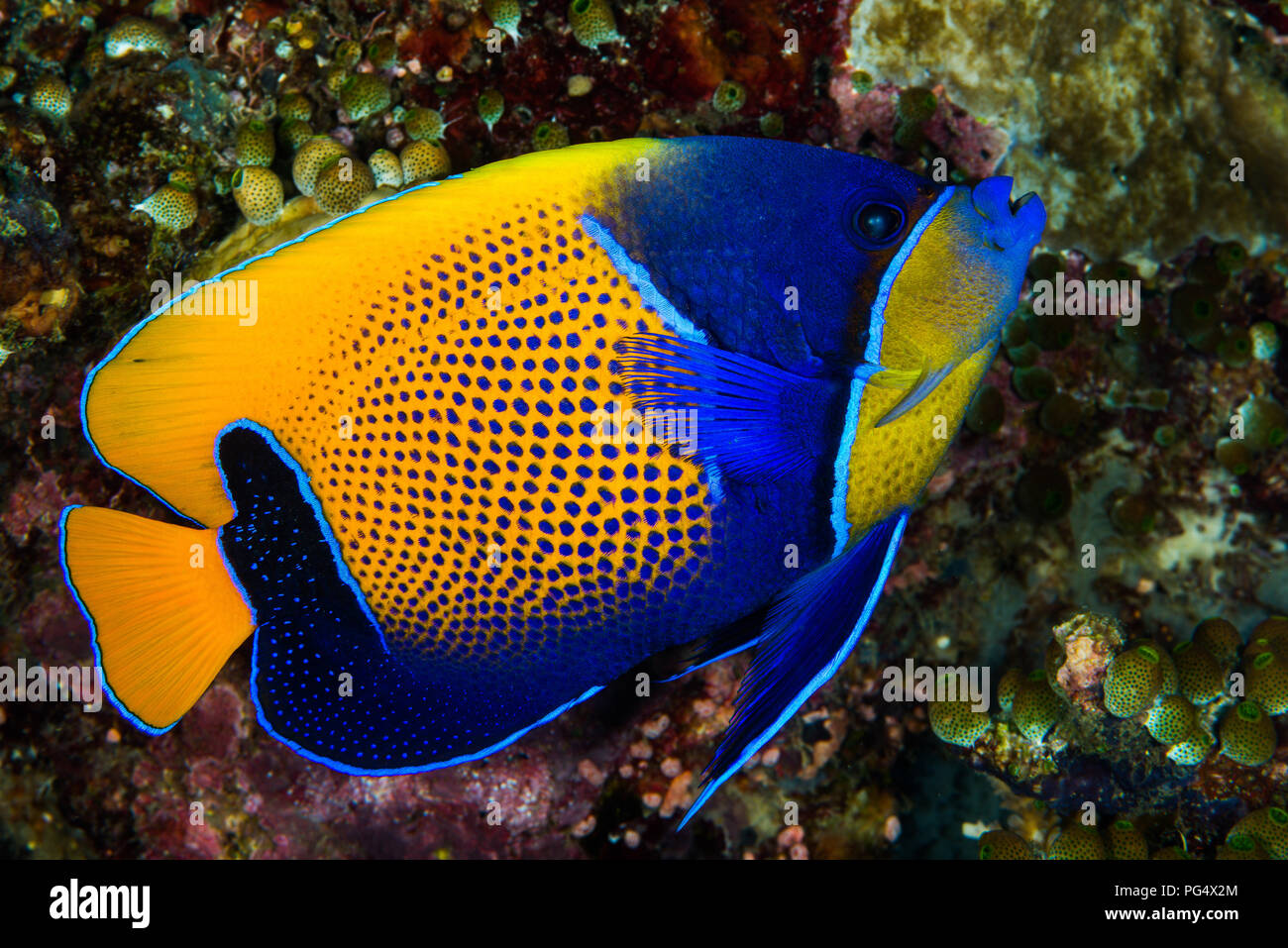 Blue girdled hi-res stock photography and images - Alamy