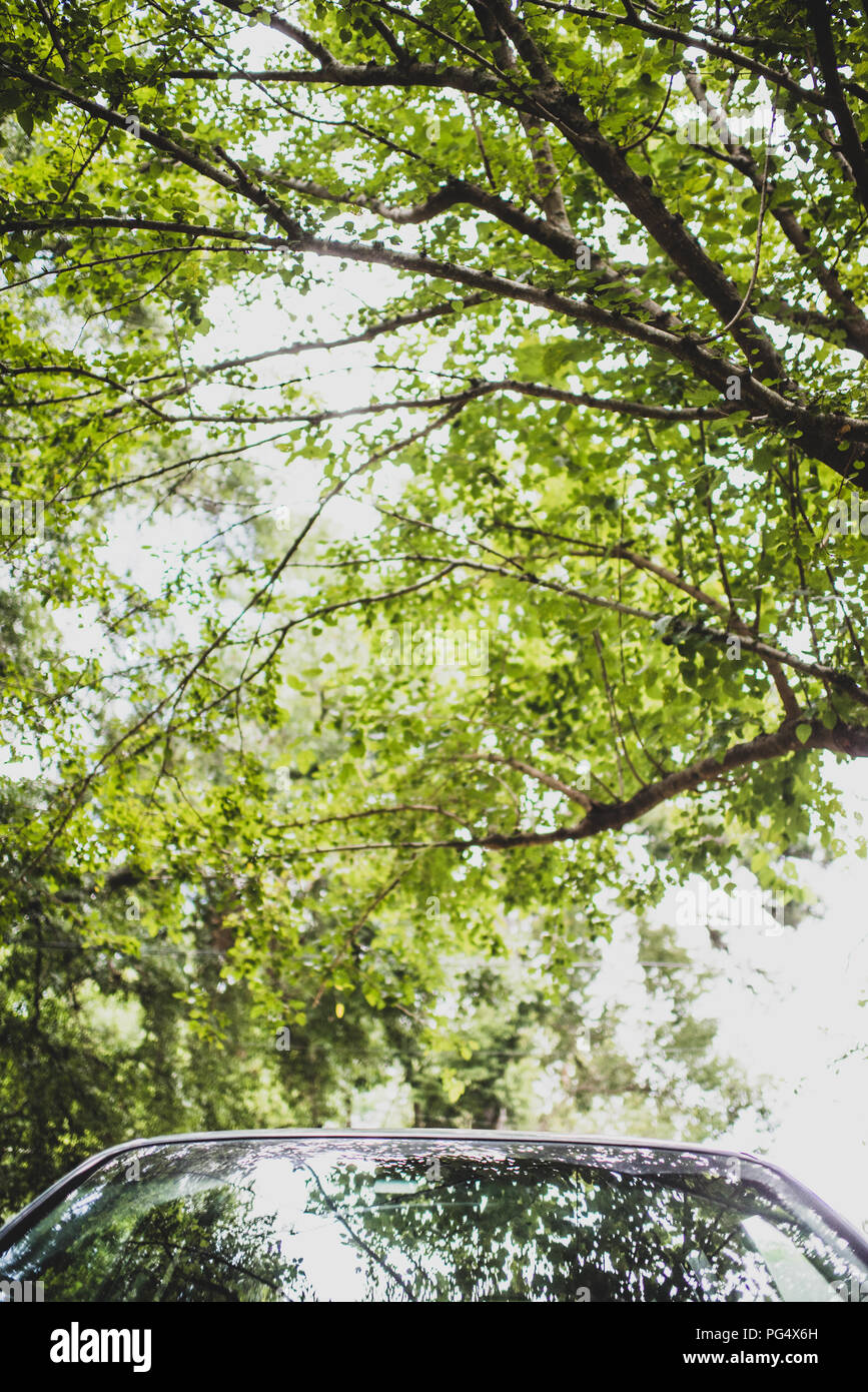 Top of a car with mostly sky and trees showing, lots of bokeh, blue car ...