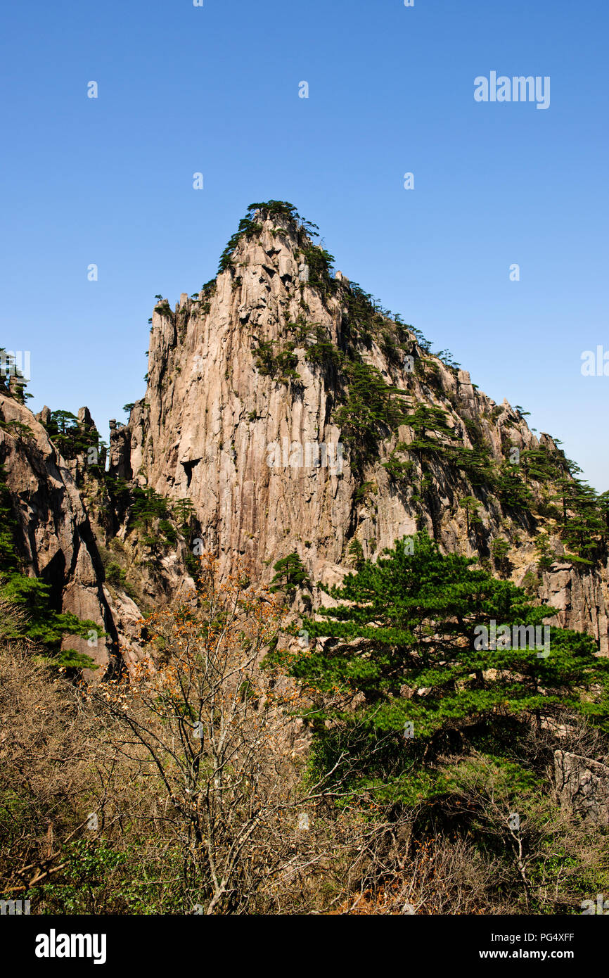 Twisted Pines,Clouds,Pinacles,Cliff Faces,RocksYellow Mountains,Huang ...