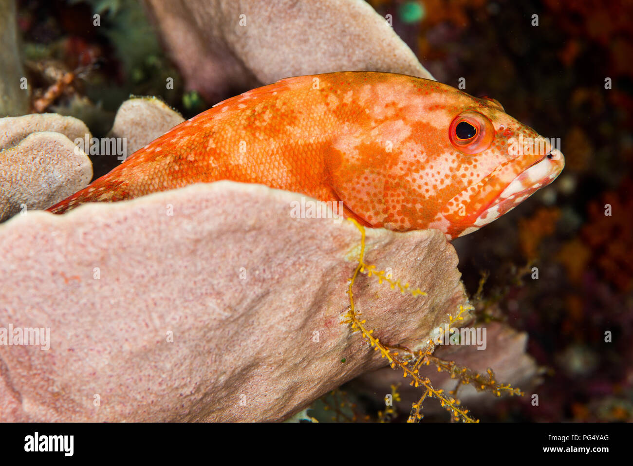 Leopard grouper hi-res stock photography and images - Alamy