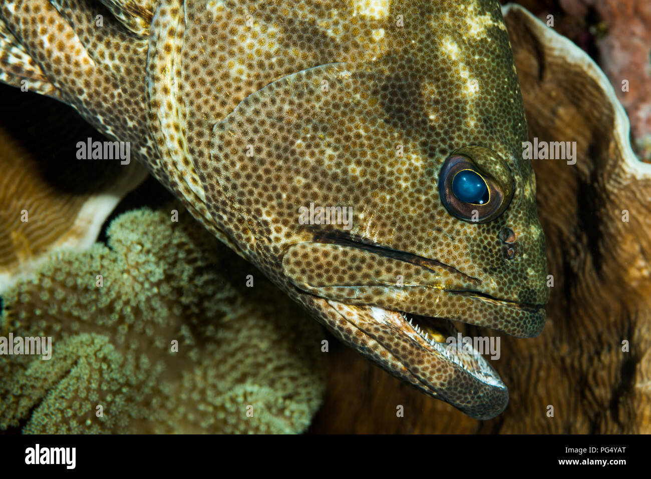 Grouper fish teeth hi-res stock photography and images - Alamy
