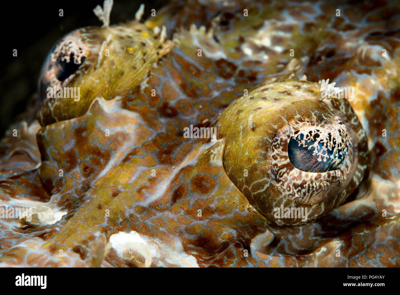 Flathead fish hi-res stock photography and images - Alamy