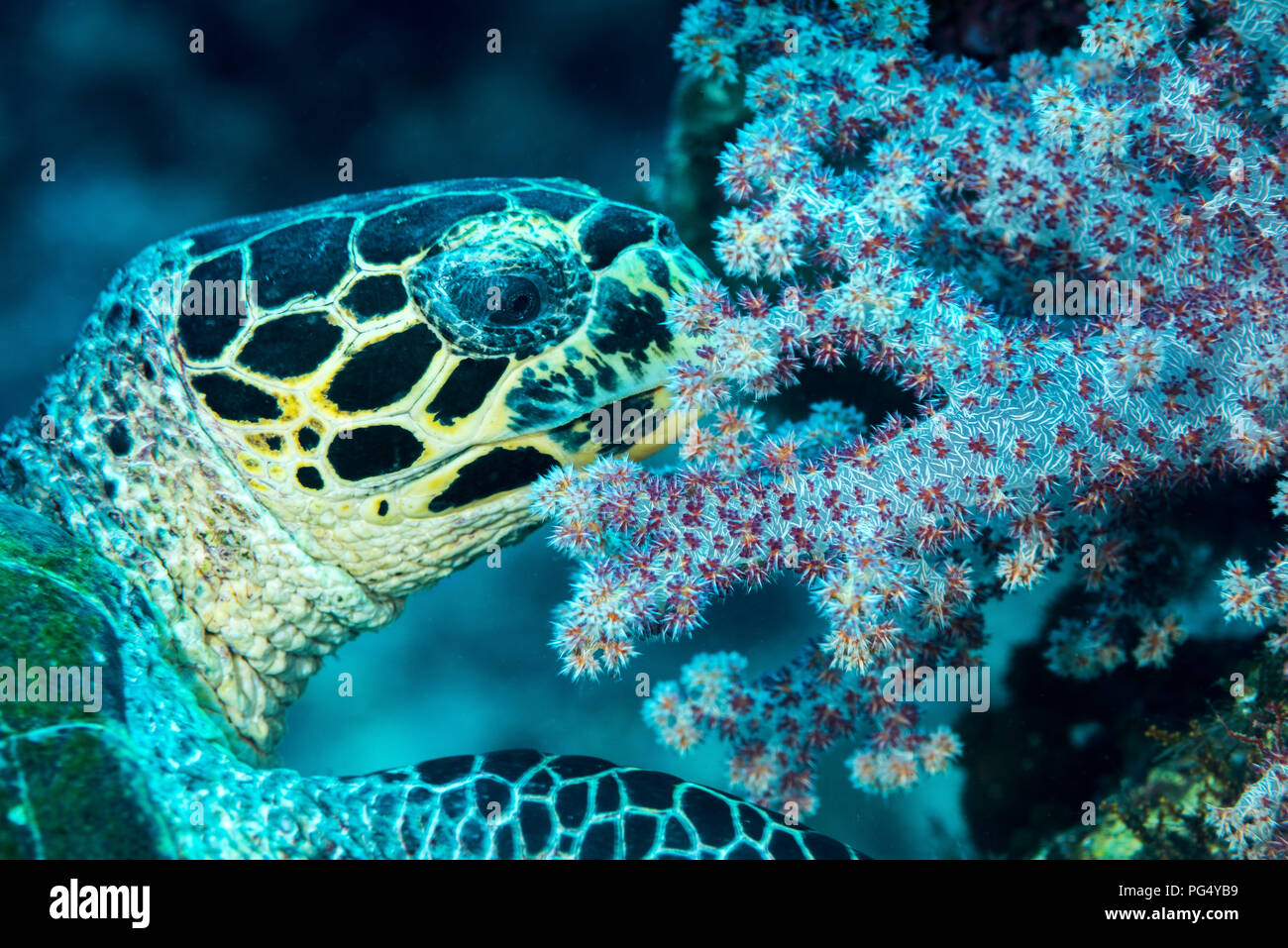 Hawksbill turtle misool hi-res stock photography and images - Alamy