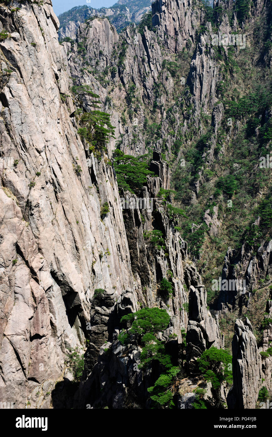 Twisted Pines,Clouds,Pinacles,Cliff Faces,RocksYellow Mountains,Huang ...