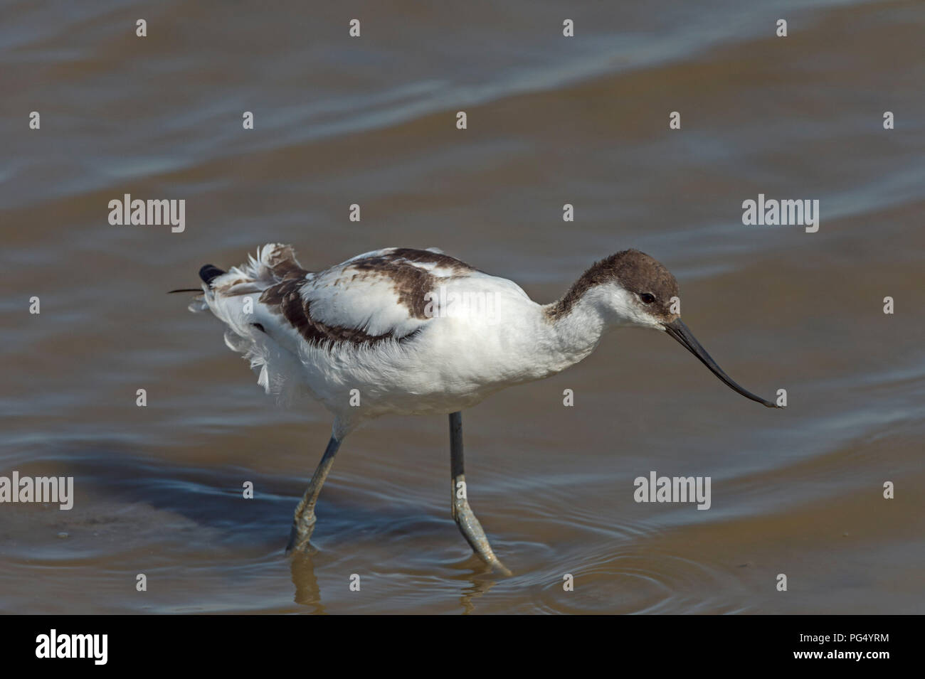 Juvenile avocet hi-res stock photography and images - Alamy
