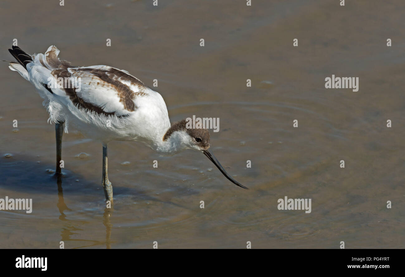 Juvenile avocet hi-res stock photography and images - Alamy