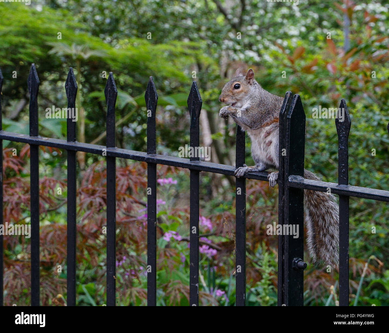 Squirrel in London Stock Photo - Alamy
