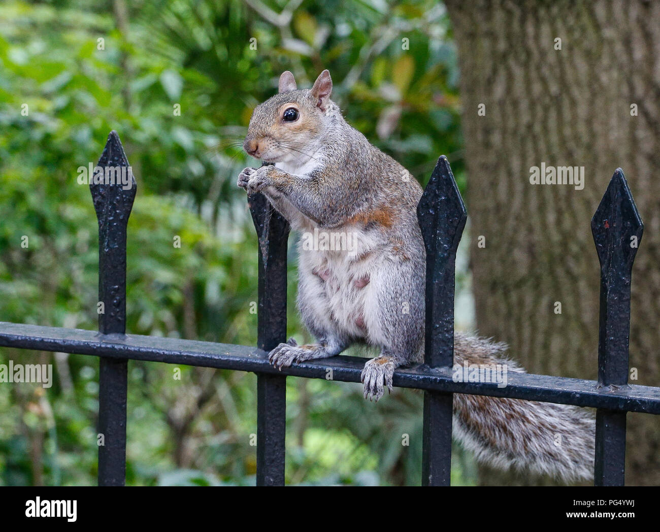 Squirrel in London Stock Photo - Alamy