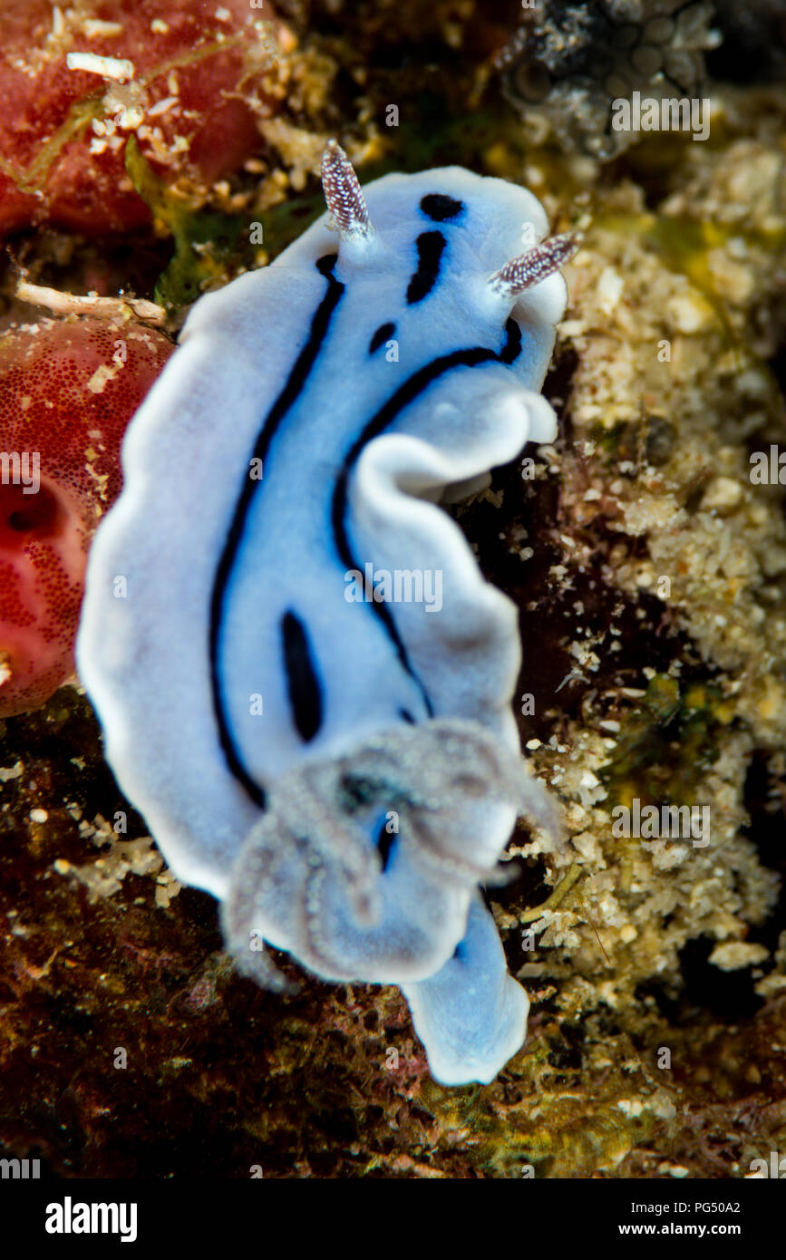 Black spotted nudibranch hi-res stock photography and images - Alamy