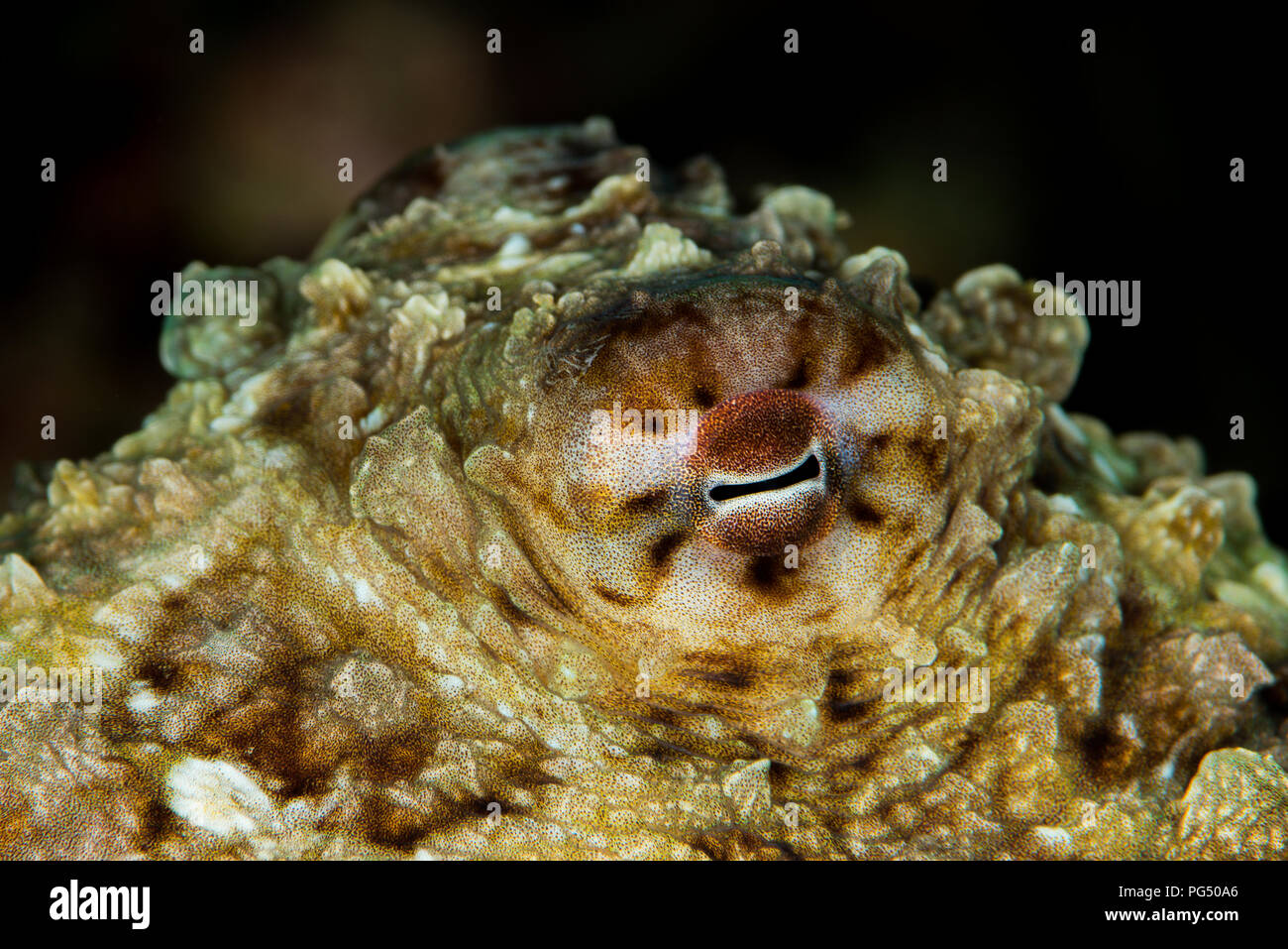 Octopus head hi-res stock photography and images - Alamy
