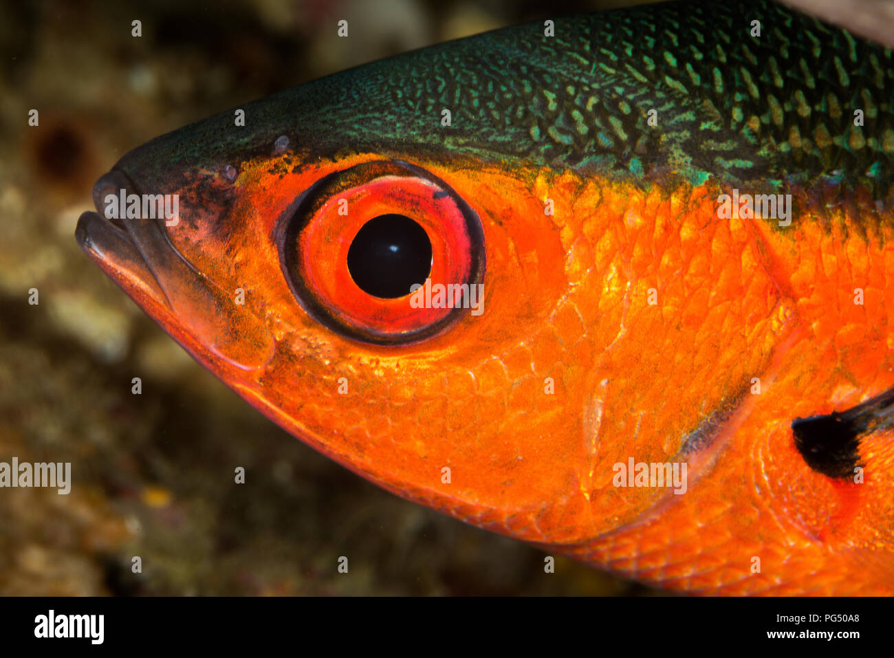 Red sea cardinal hi-res stock photography and images - Alamy