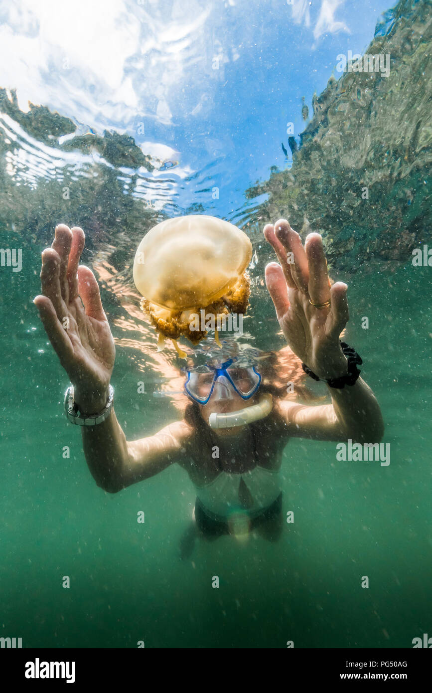 Martigias papua jellyfish hi-res stock photography and images - Alamy
