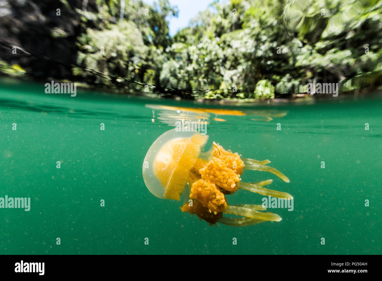 Misool hi-res stock photography and images - Alamy