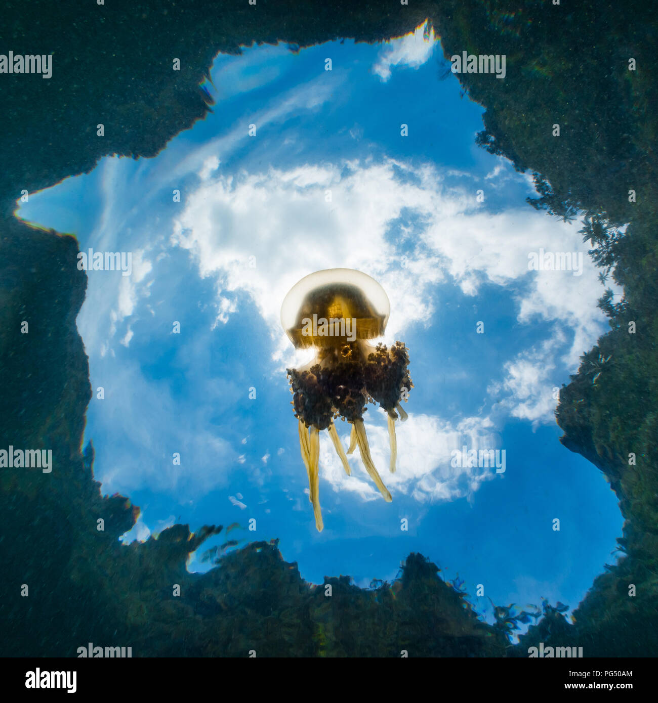 Kakaban lake hi-res stock photography and images - Alamy
