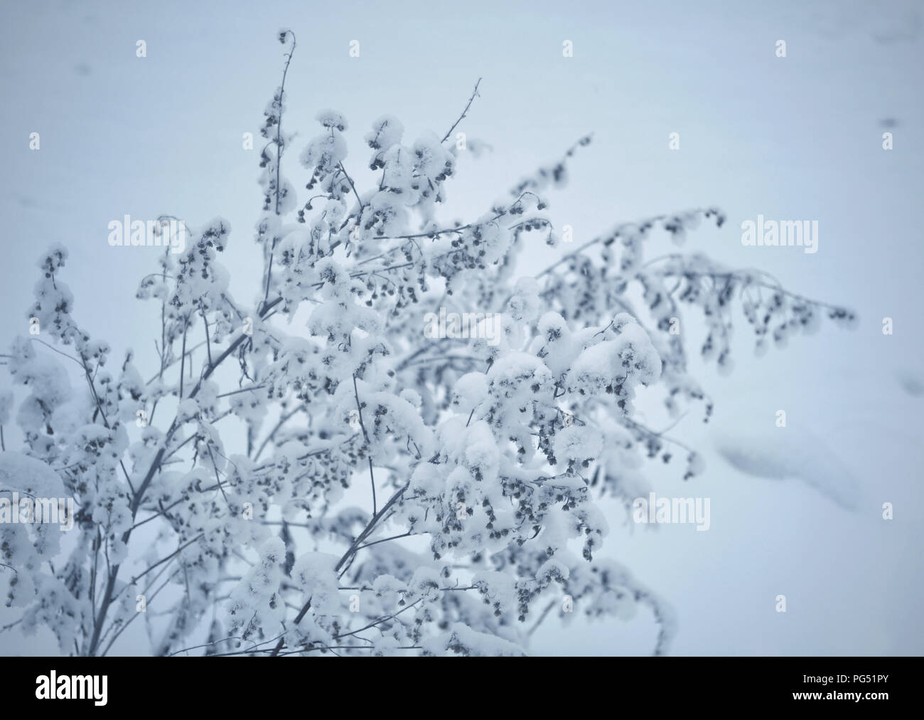Snow-covered bush after the first snowfall close-up Stock Photo - Alamy