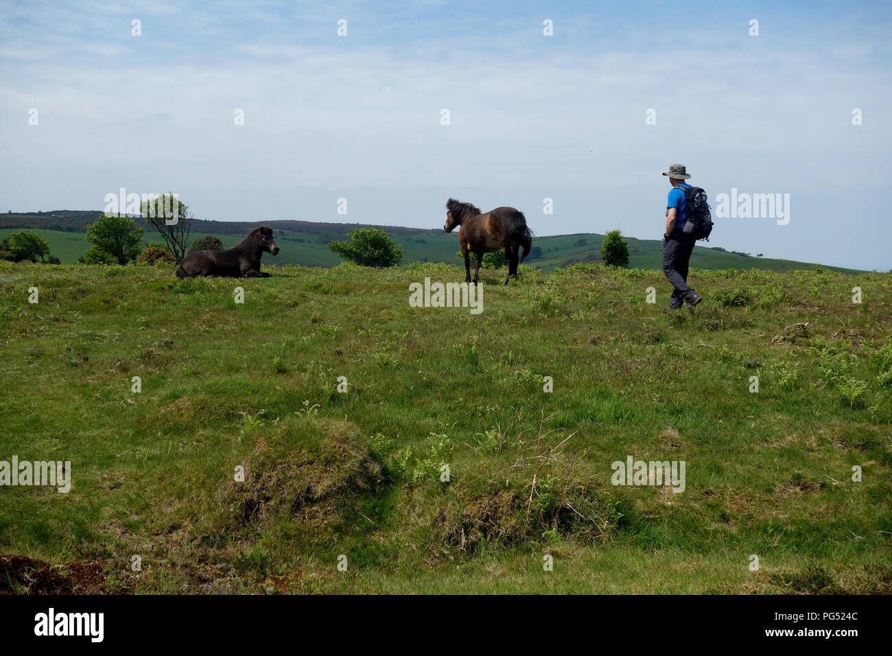 Man Walking Towards a Pair of Exmoor Horses on the South West Coastal ...