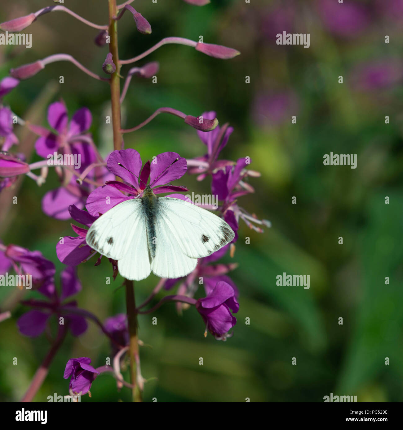 White fireweed hi-res stock photography and images - Alamy