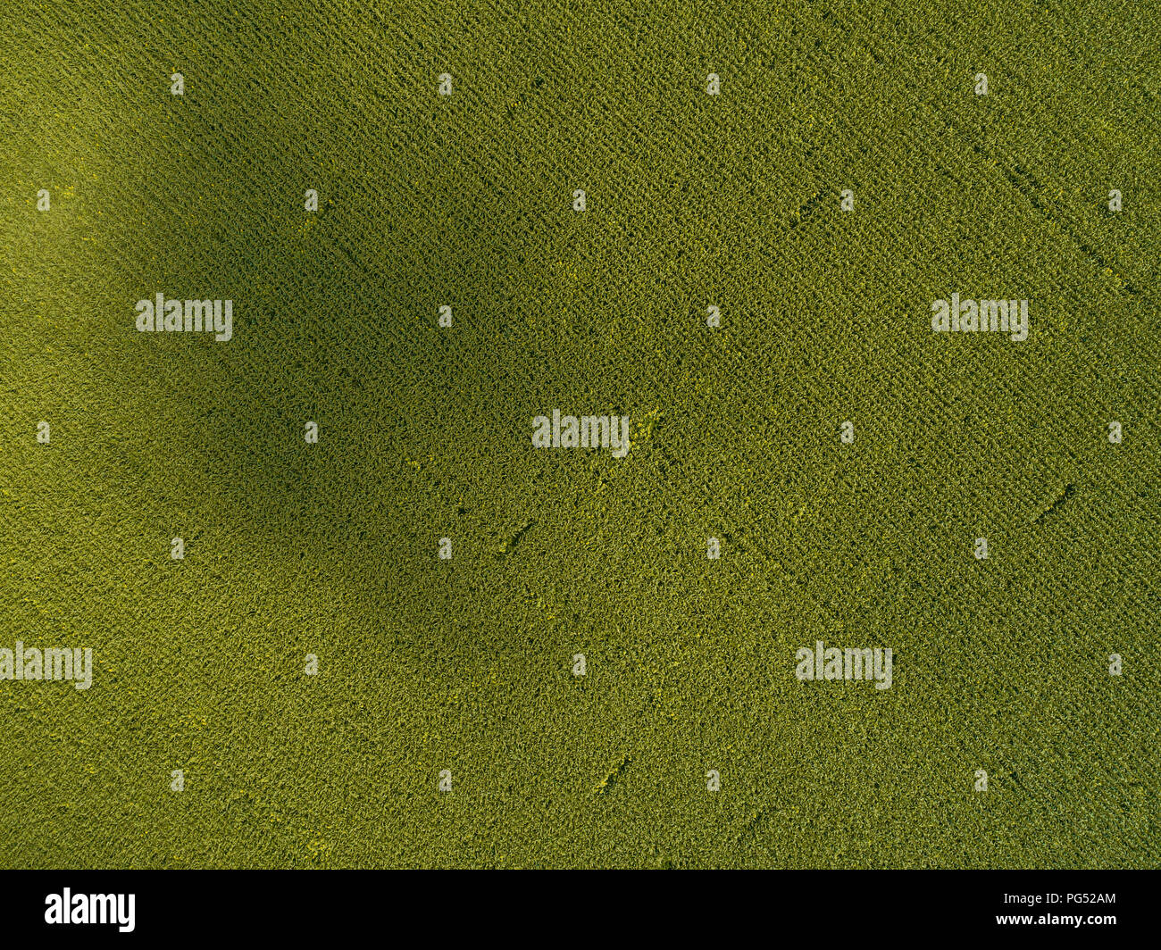 Green country field with row lines, top view, aerial photo Stock Photo ...