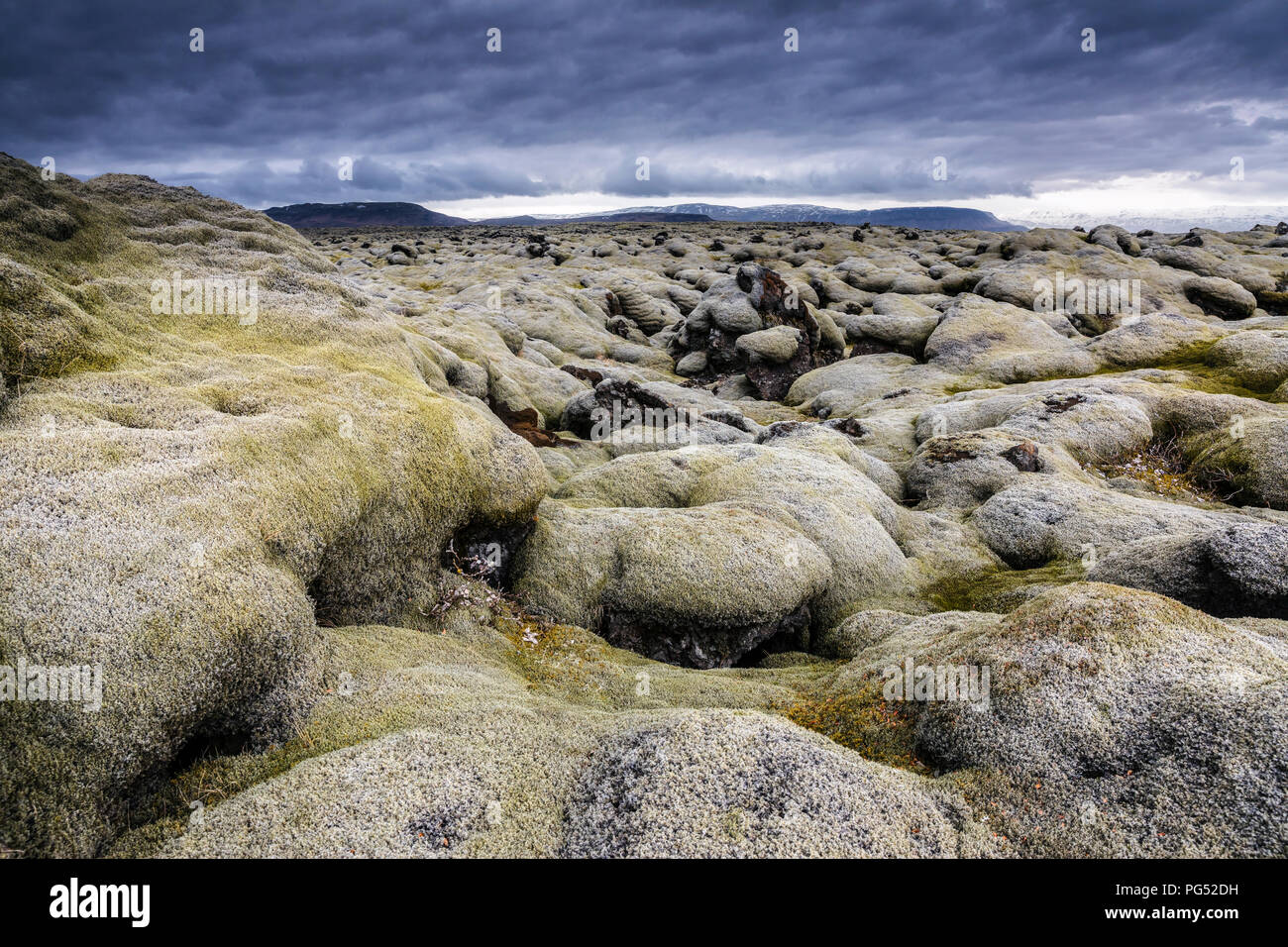 Lava Rock With Plant High Resolution Stock Photography and Images - Alamy