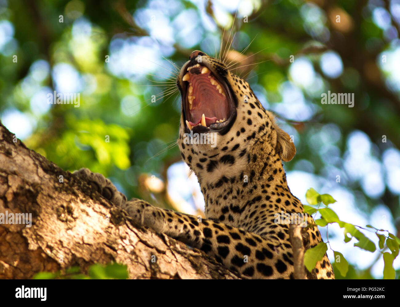 A young female Leopard yawns whilst relaxing in the boughs of a huge ...