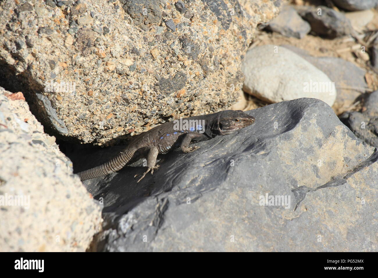 Lacertid High Resolution Stock Photography and Images - Alamy