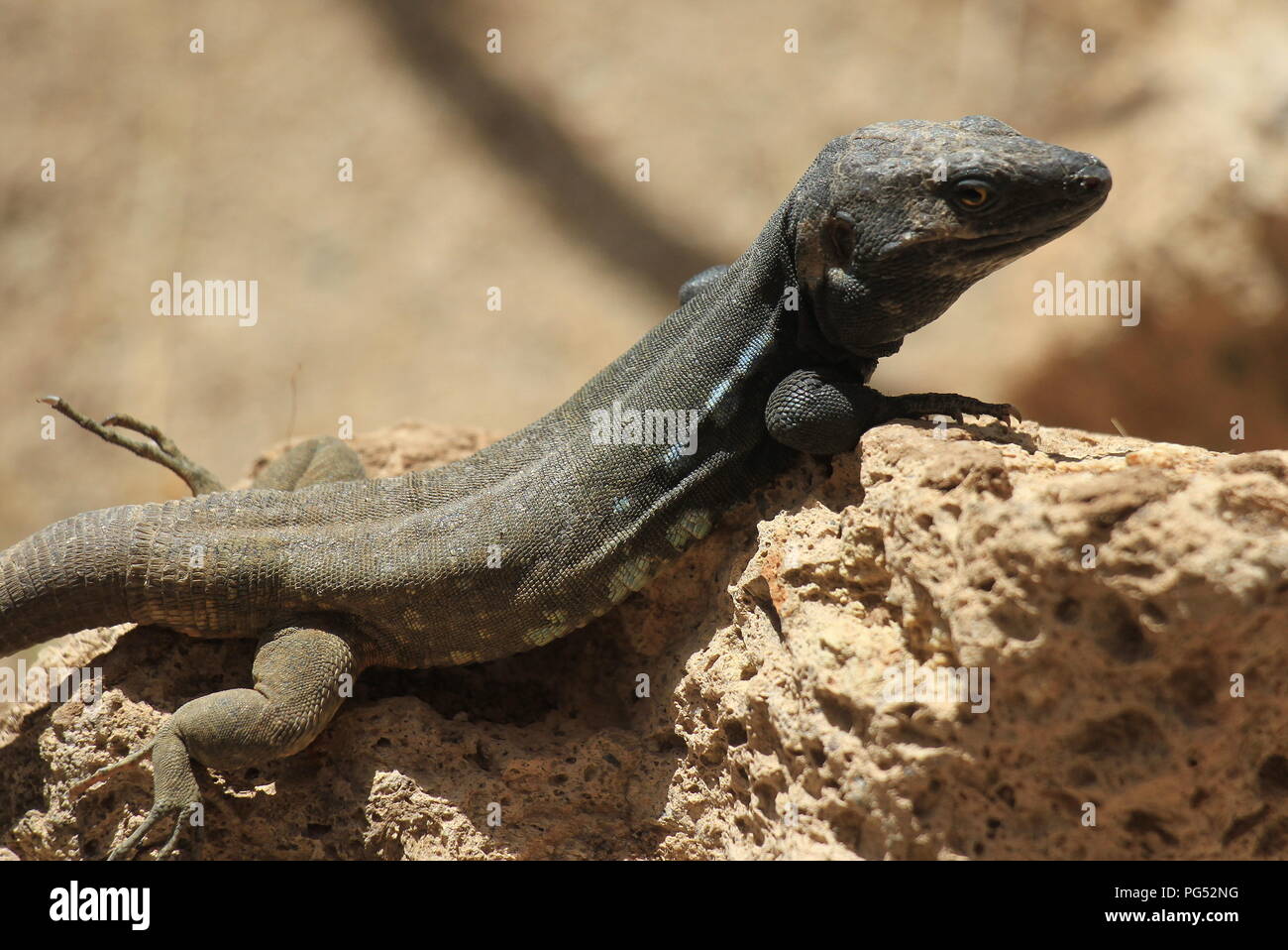 Lacertid hi-res stock photography and images - Alamy