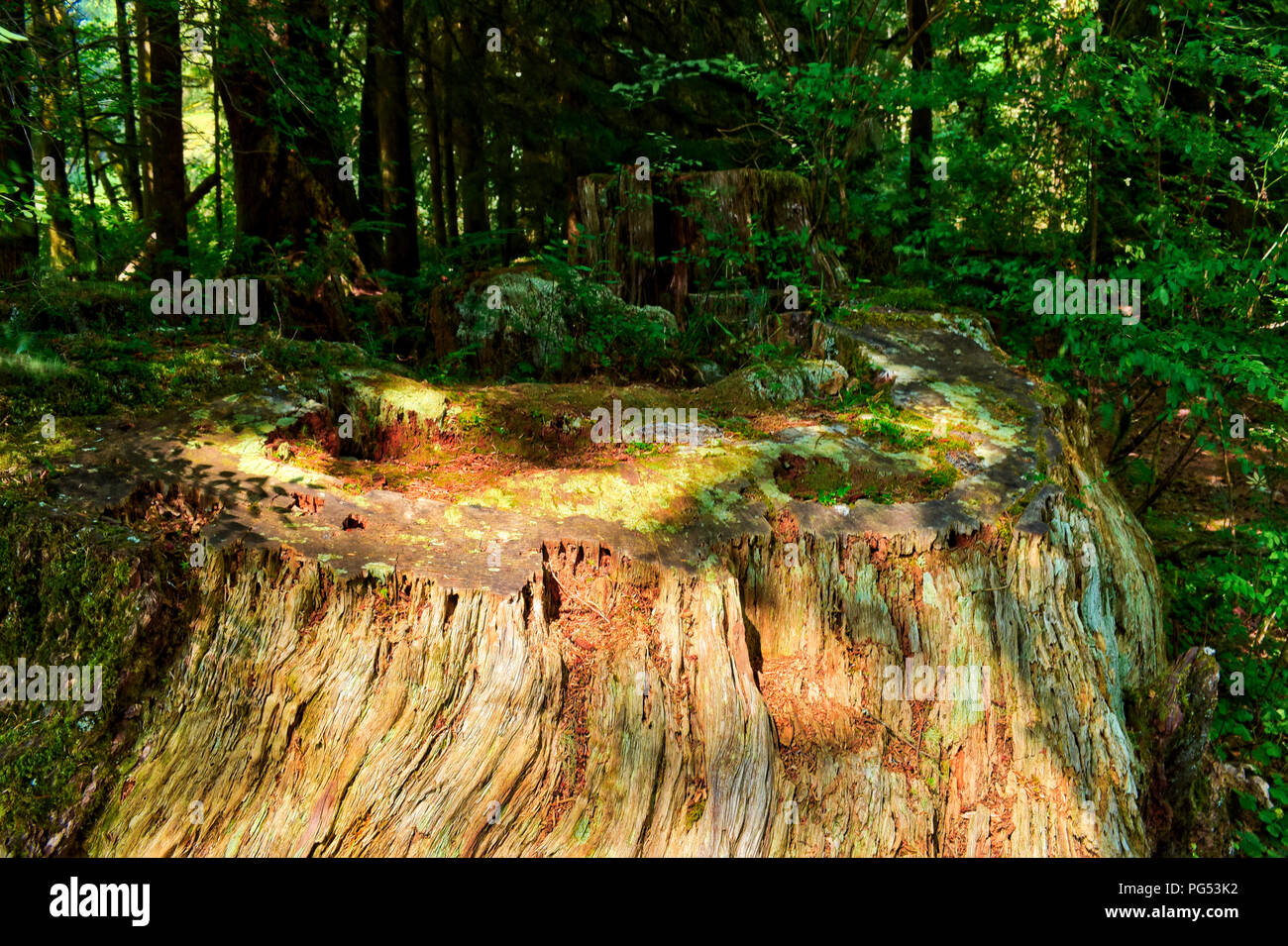 Timber growth hi-res stock photography and images - Alamy
