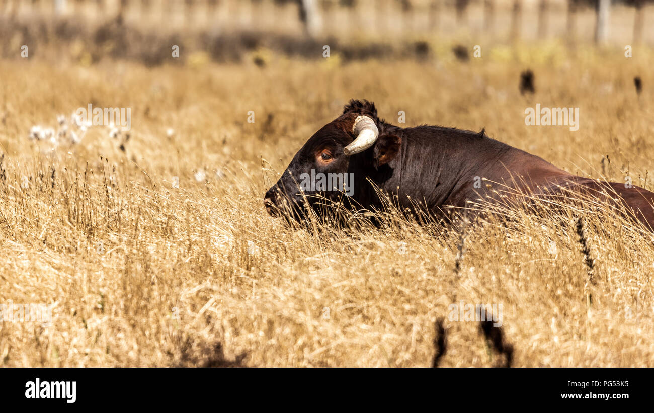 Bull Sitting High Resolution Stock Photography and Images - Alamy