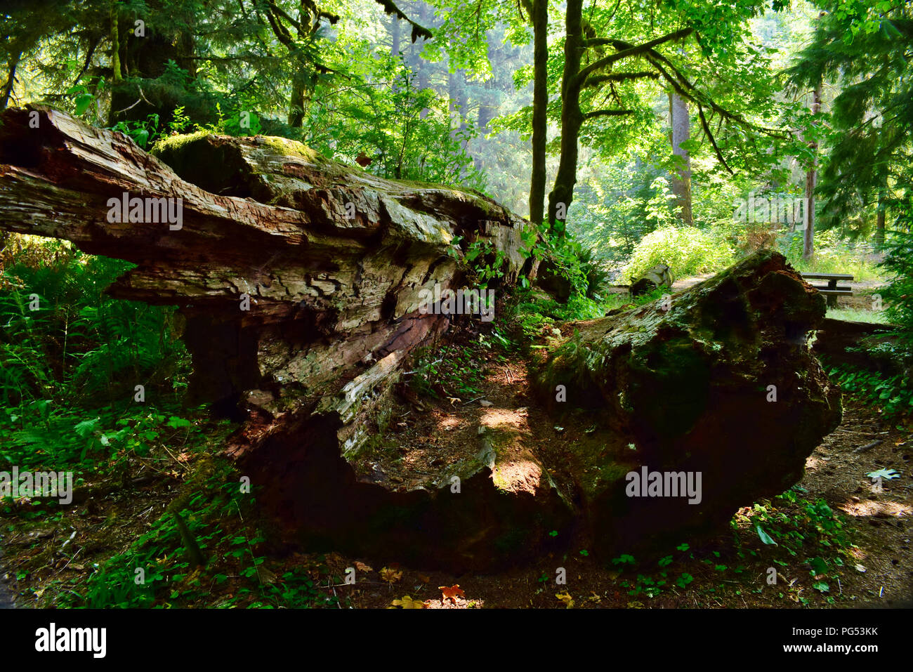 Timber plant hi-res stock photography and images - Alamy