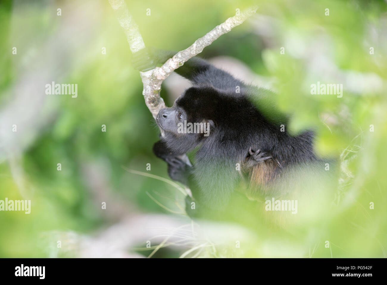Monkey hanging by arms hi-res stock photography and images - Alamy