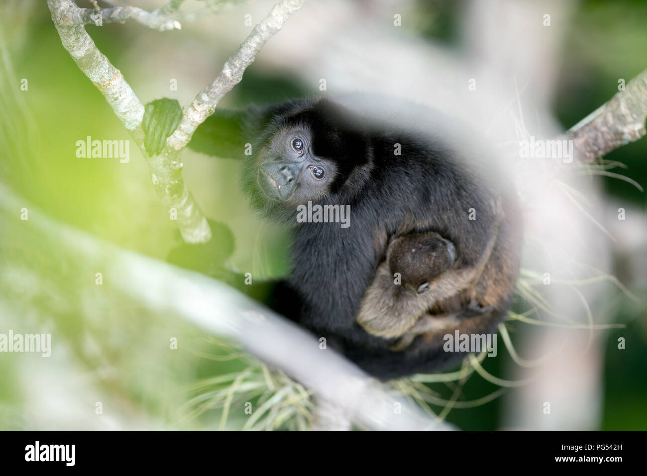 Howler Monkey and child in foliage Stock Photo - Alamy