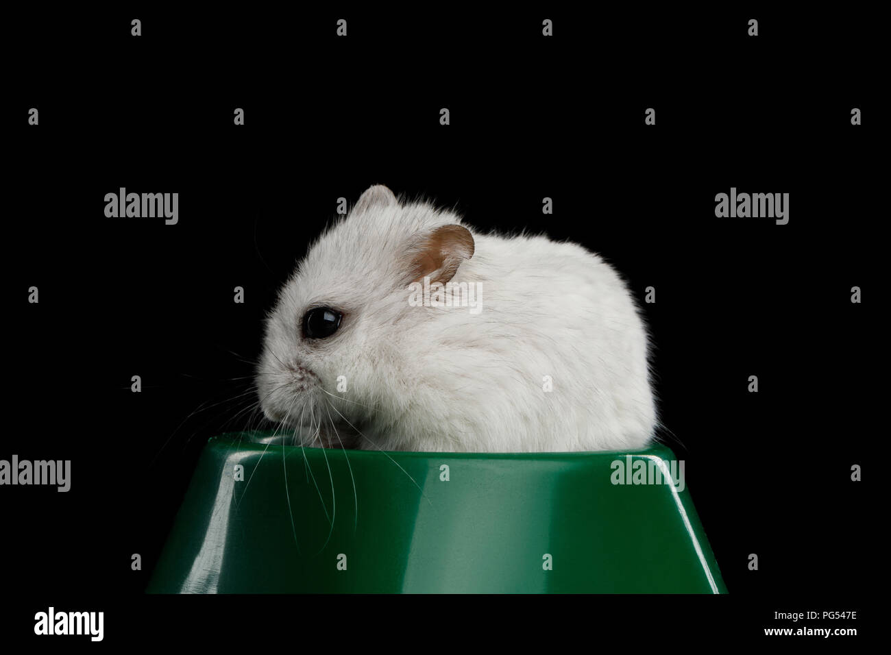 Fuzzy Hamsters With Green Hair