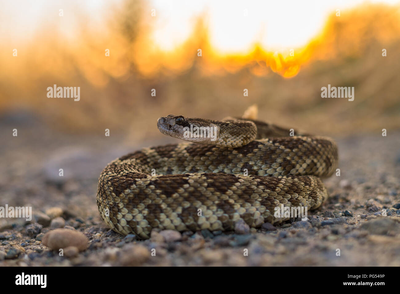 Northern Pacific Rattlesnake in defensive posture showing the rattle on ...
