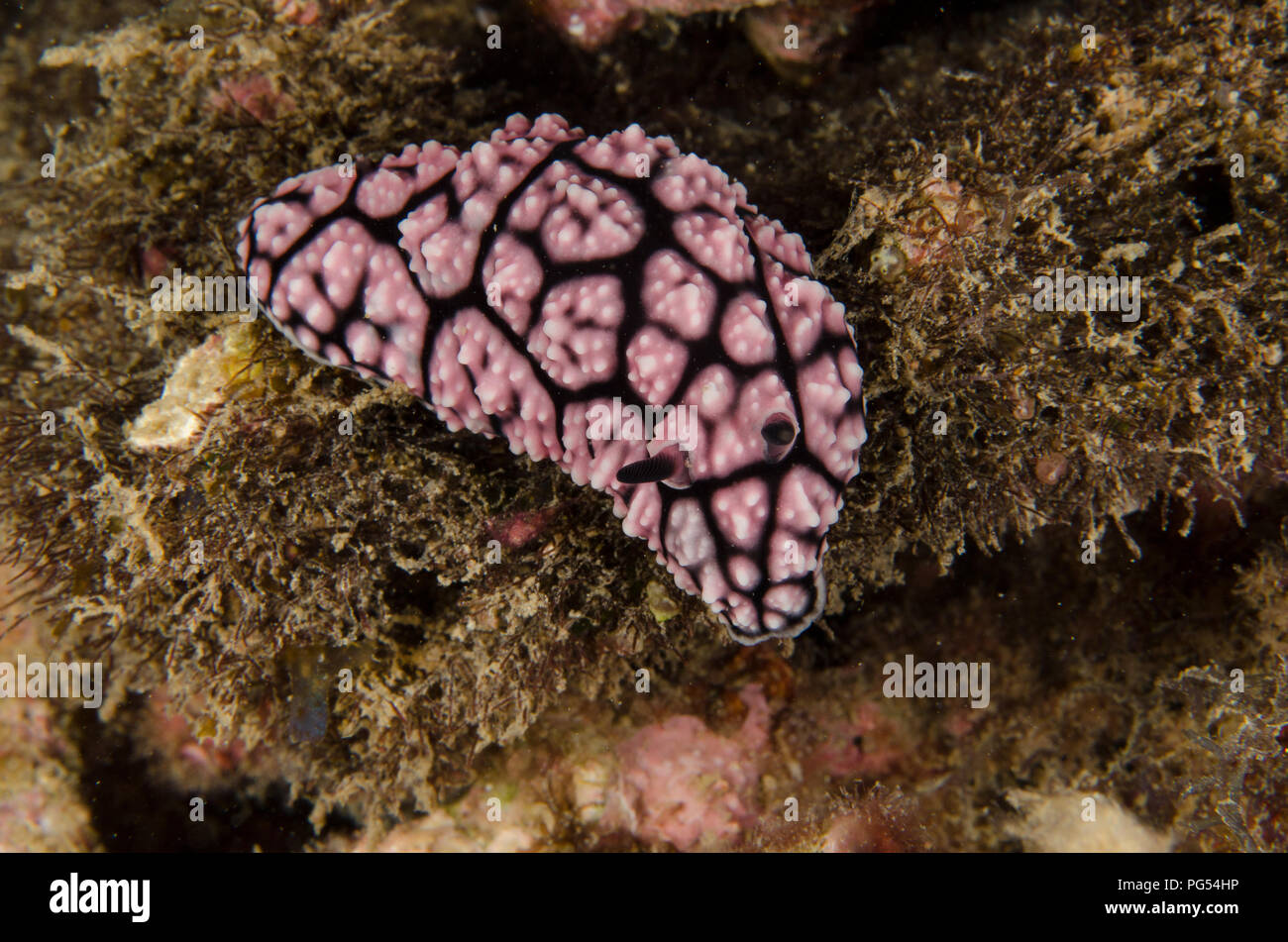 Sea Slug, Phyllidiella pustulosai, Phyllidiidae, Anilao, Batangas ...