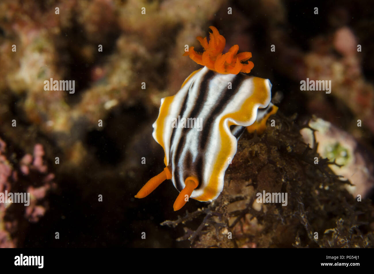 Sea Slug, Chromodoris magnifica, Chromodorididae, Anilao, Batangas ...