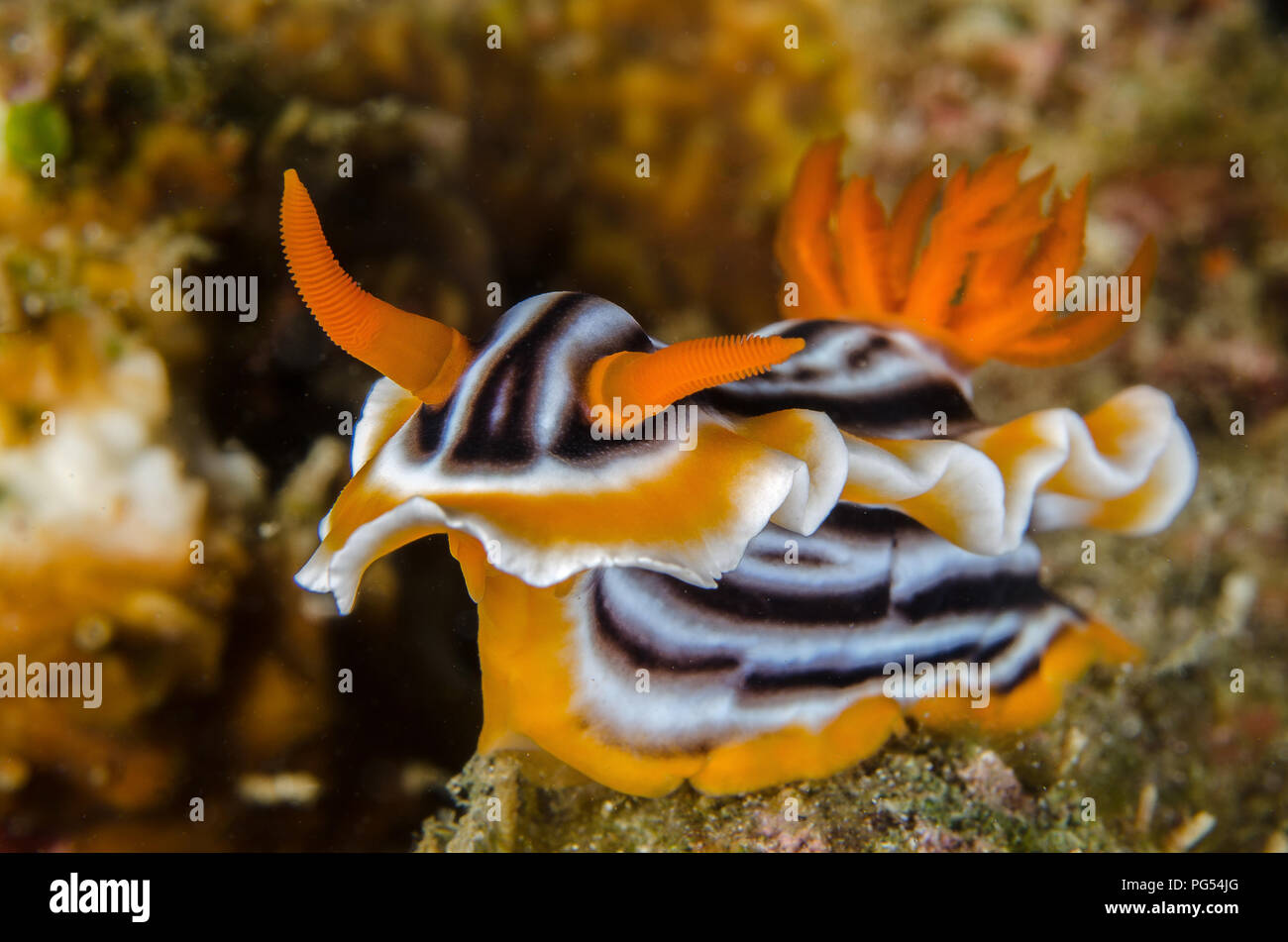 Sea Slug, Chromodoris magnifica, Chromodorididae, Anilao, Batangas ...