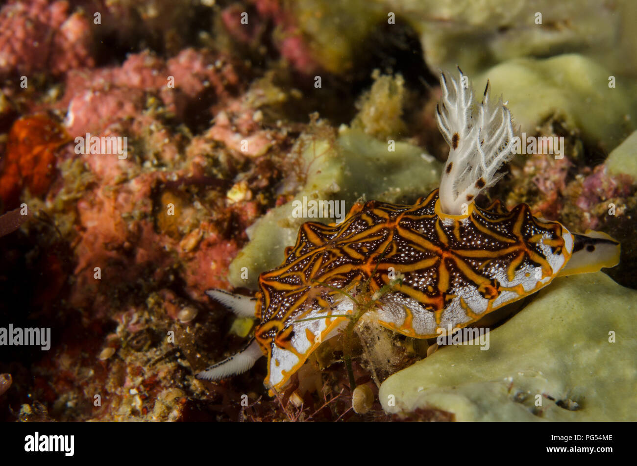 Sea Slug, Halgerda tessellata, Discodorididae, Anilao, Batangas ...