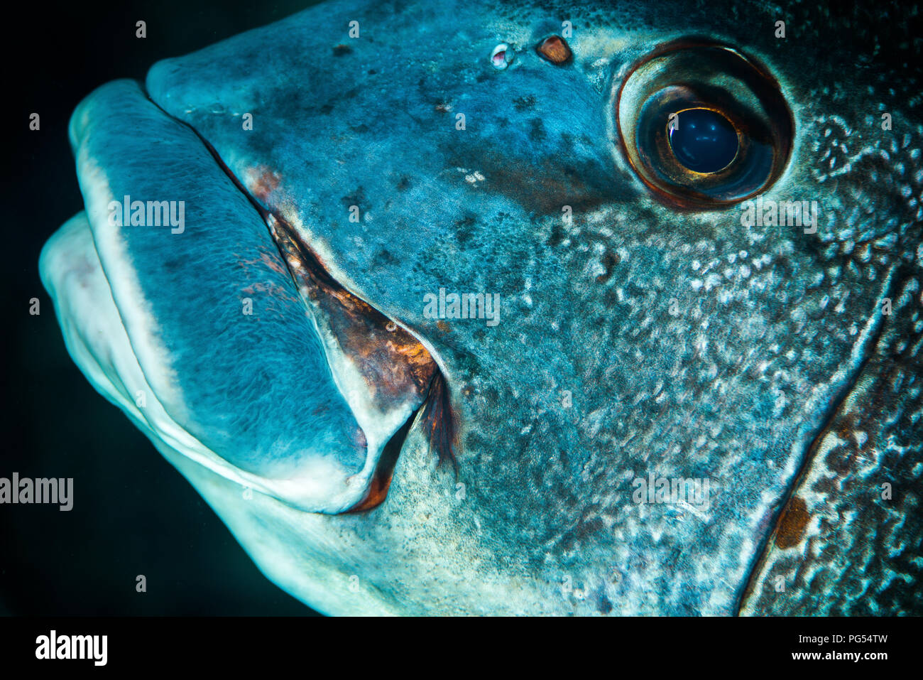 Sweet lips fish hi-res stock photography and images - Alamy