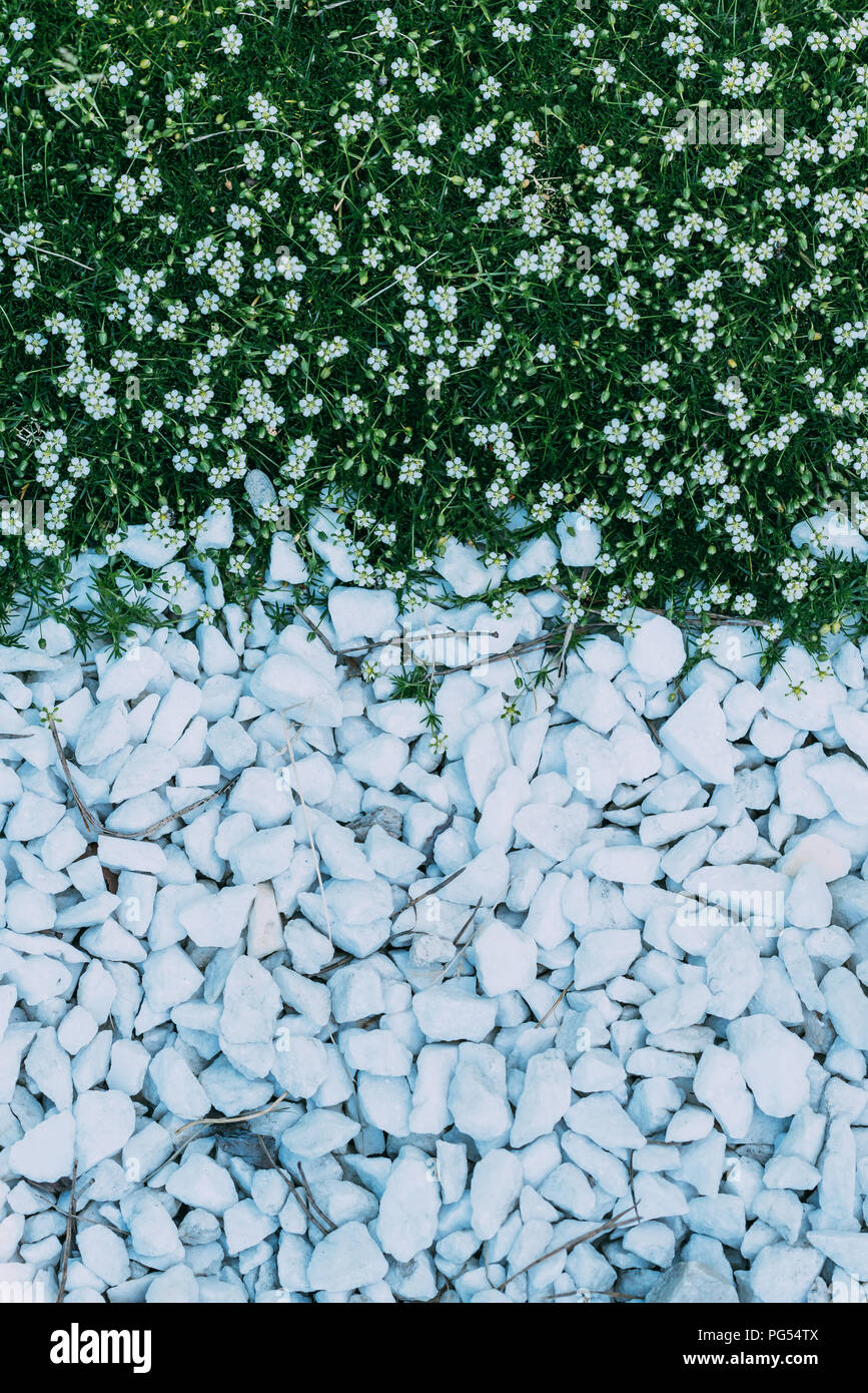top view of little flowers and white stones background Stock Photo - Alamy