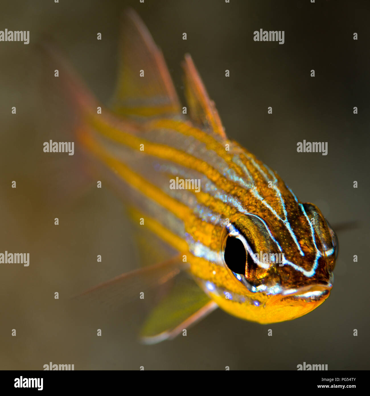 Yellow cardinal fish hi-res stock photography and images - Alamy