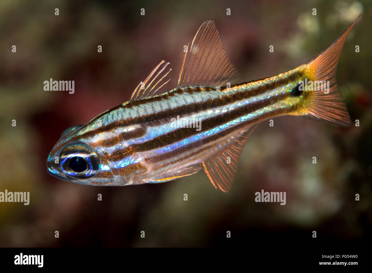 Cardinalfish misool hi-res stock photography and images - Alamy