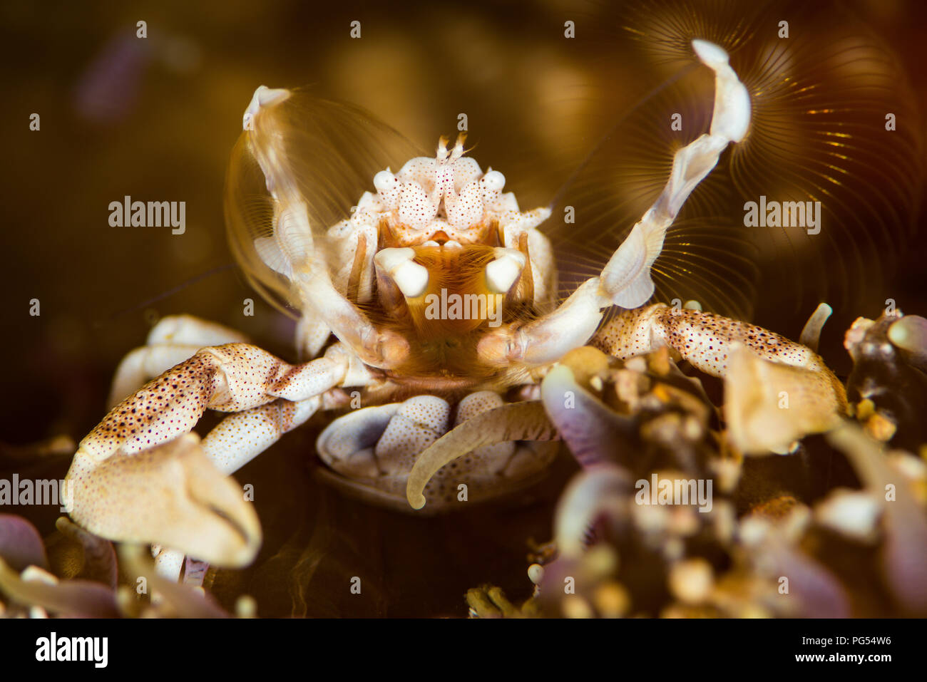 Porcelain anemone crabs High Resolution Stock Photography and Images ...