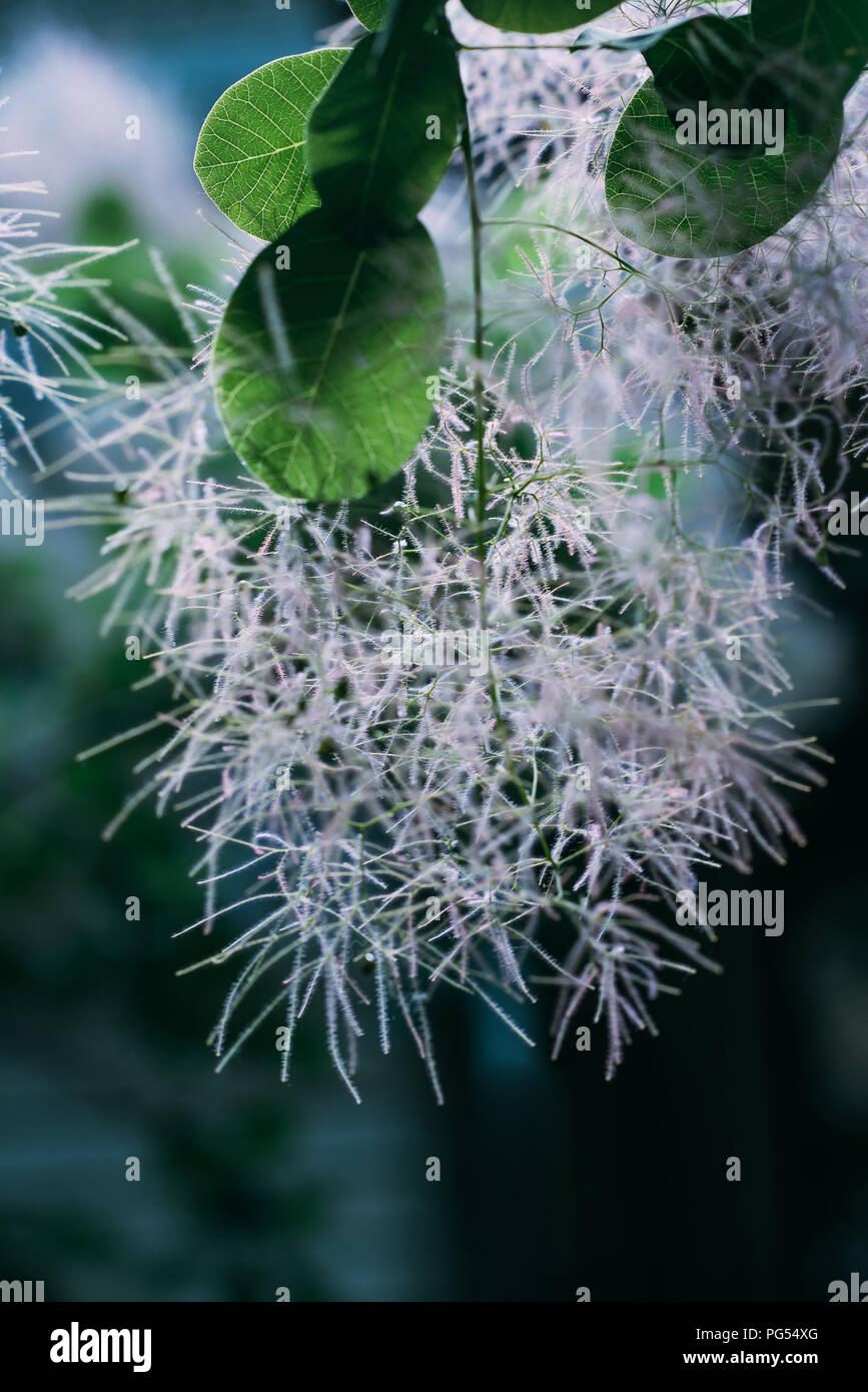 Light pink bloom hi-res stock photography and images - Alamy