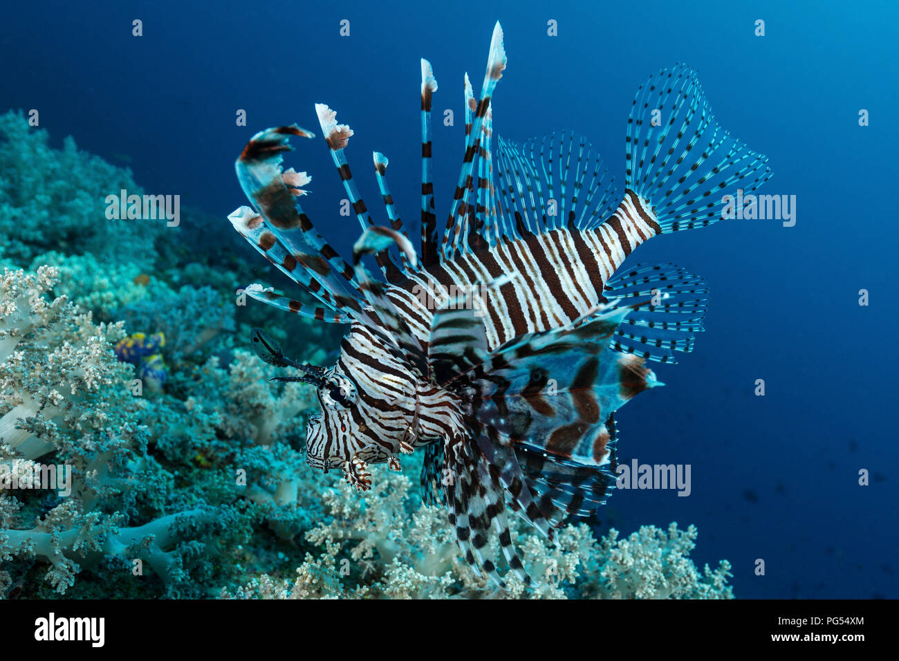 Indian lionfish hi-res stock photography and images - Alamy