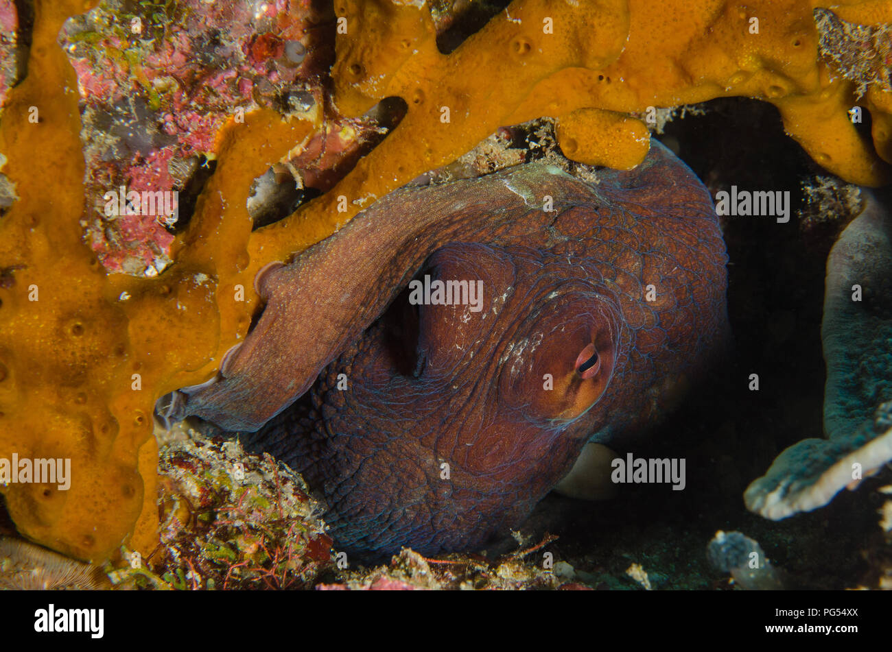 Octopus red sea mollusc hi-res stock photography and images - Alamy