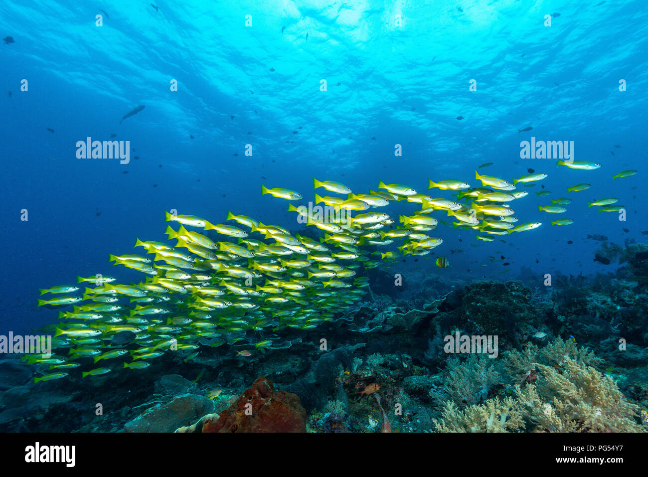 Blue Line Snapper High Resolution Stock Photography and Images - Alamy