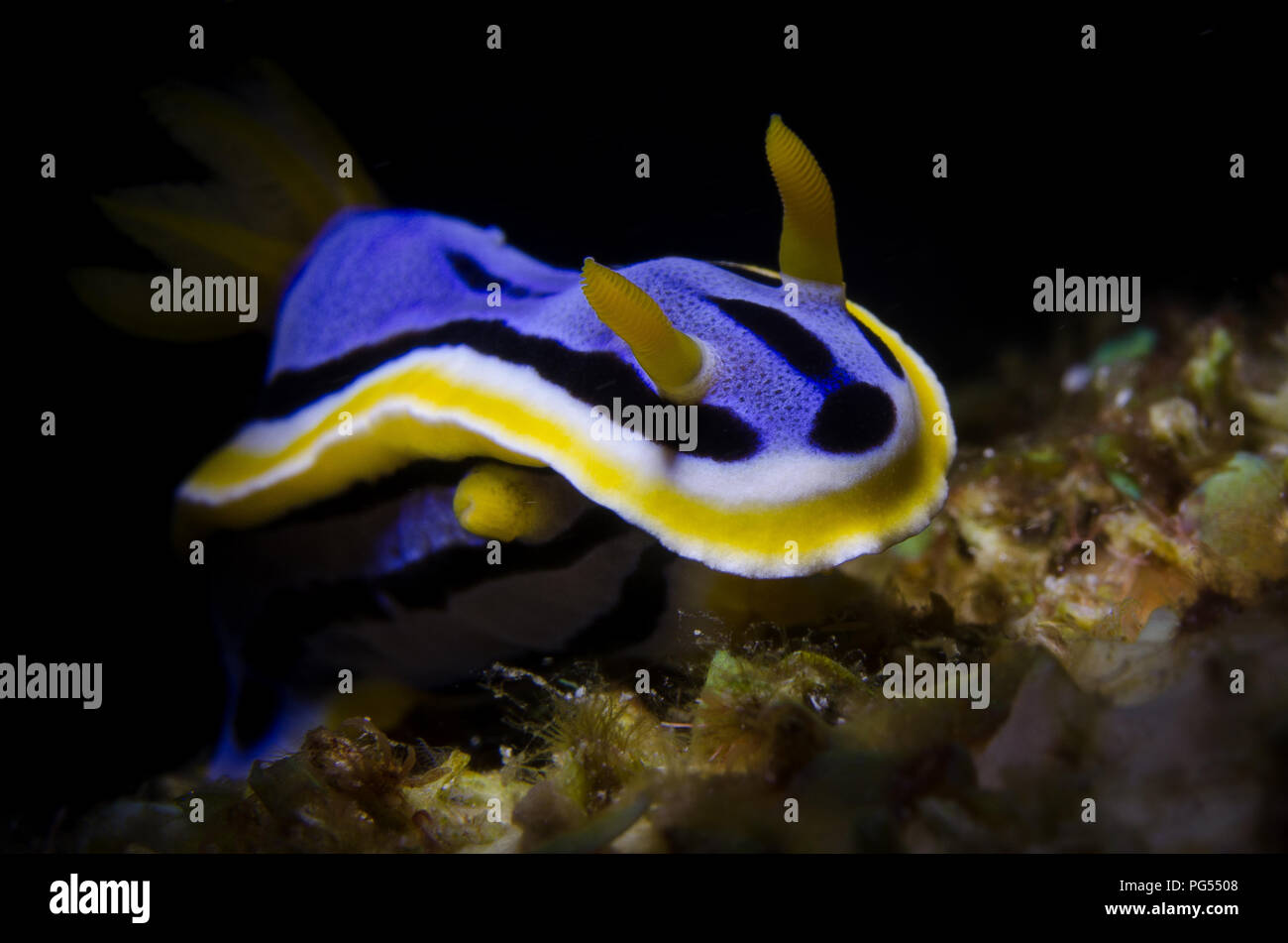 Sea Slug, Chromodoris annae, Chromodorididae, Anilao, Batangas ...