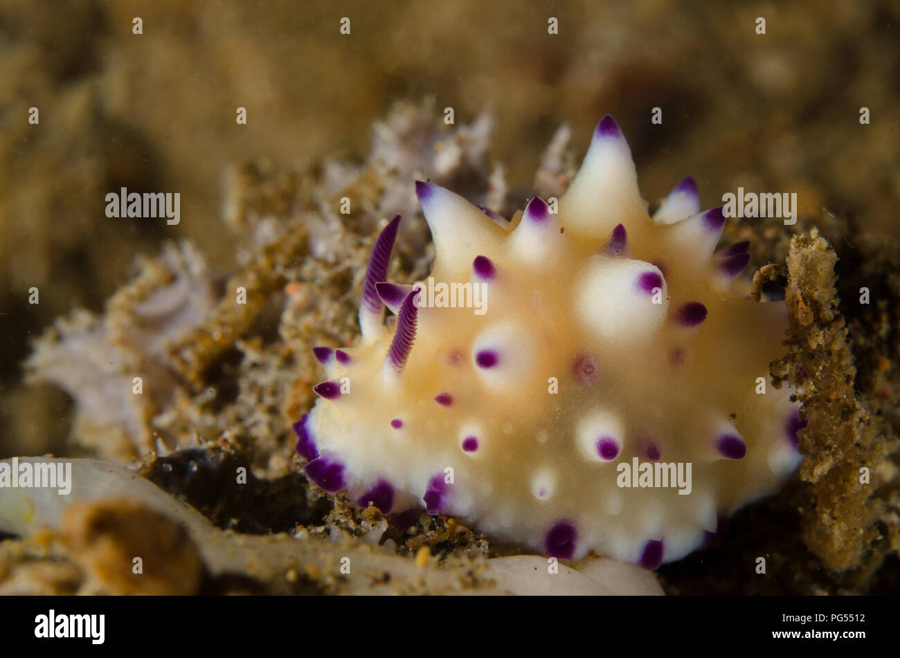 Bumpy Mexichromis Sea Slug, Mexichromis multituberculata, Chromodoridae ...