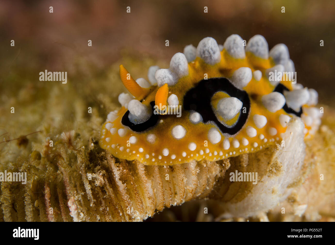 Sea Slug, Phyllidia ocellata, Phyllidiidae, Anilao, Batangas ...